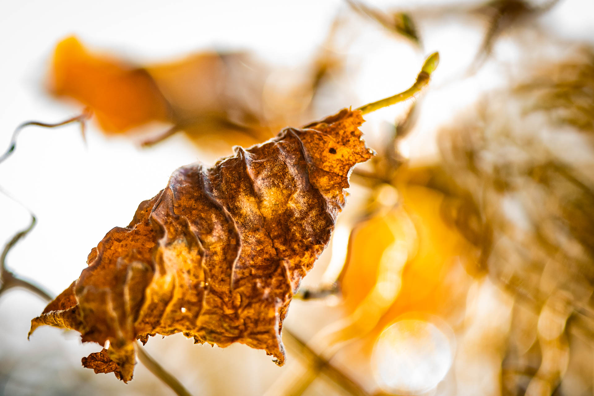 Der Haselstrauch – ein fotografisches Projekt